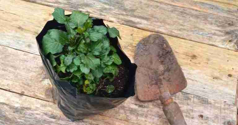 Garlic Cress: Easy To Grow Perennial For The Hungry Gap - One Mum & A ...